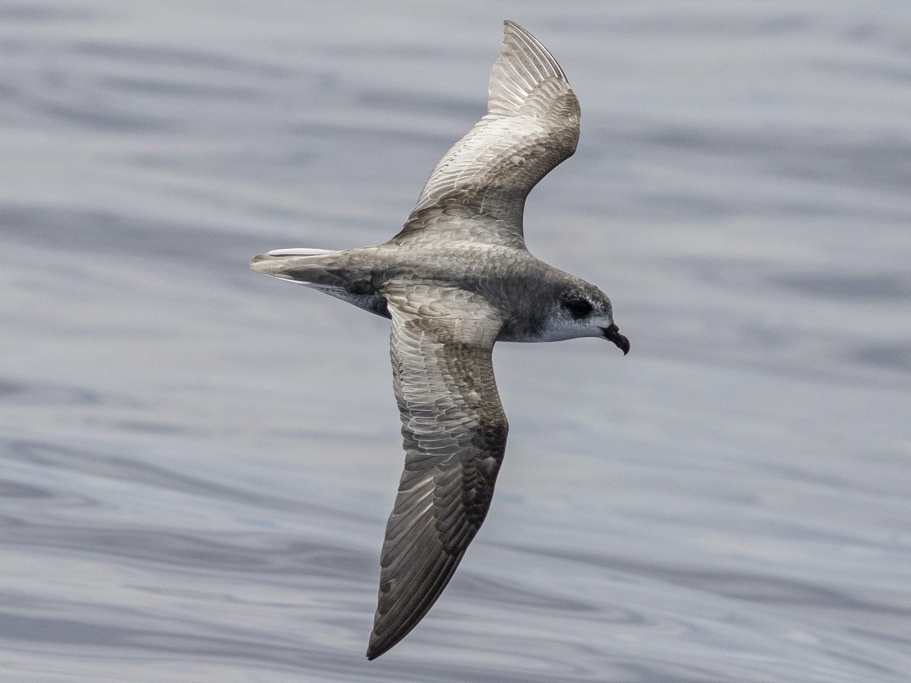 Mottled Petrel - eBird