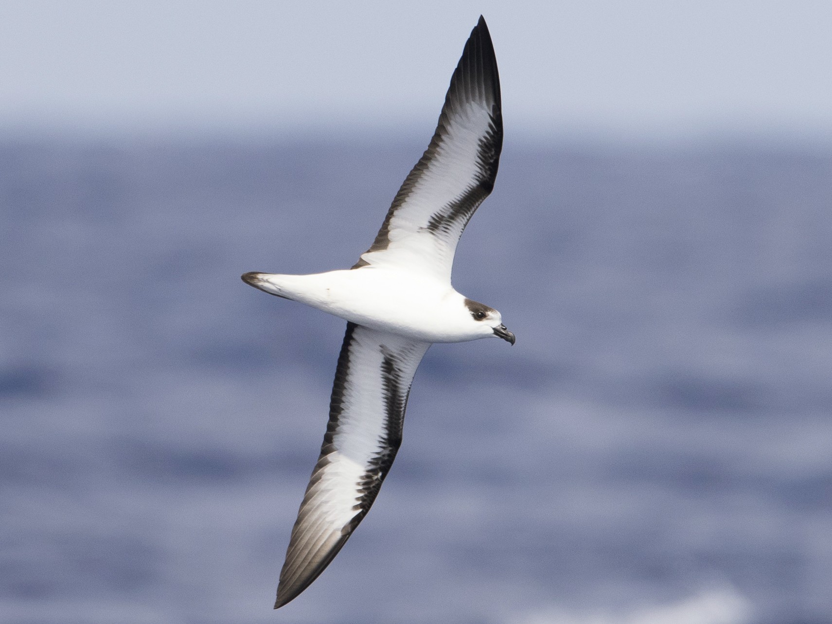 Black-capped Petrel - eBird