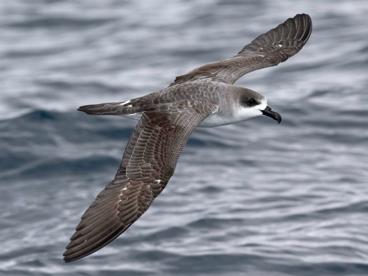 Juan Fernandez Petrel - Pterodroma externa - Birds of the World