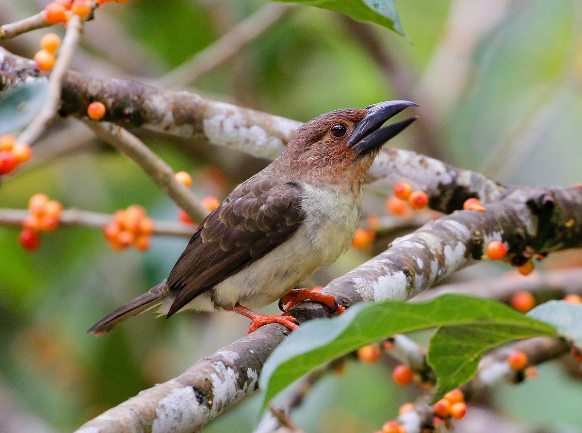 eBird Checklist - 10 Aug 2019 - Hutan Lipur Kaki Bukit Larut, Taiping ...