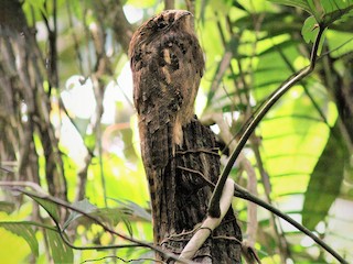 Long-tailed Potoo - eBird