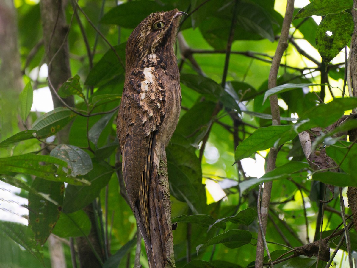 Long-tailed Potoo - Nyctibius aethereus - Birds of the World