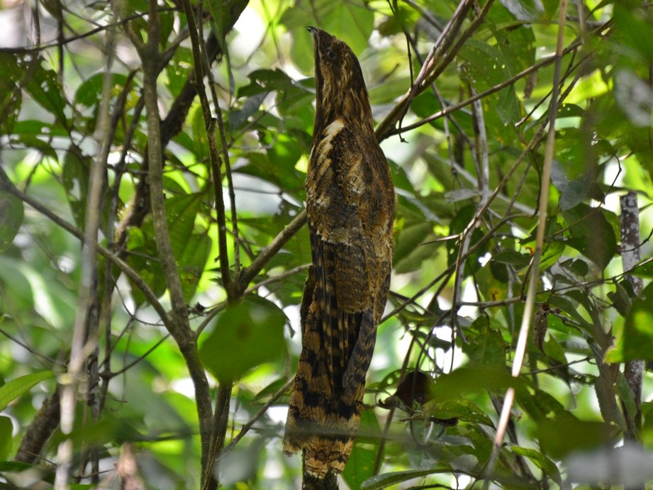 Long-tailed Potoo - eBird