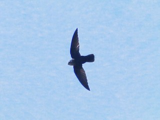Pale-rumped Swift - eBird