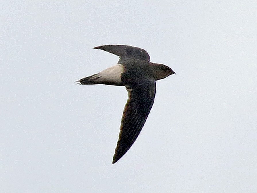 Pale-rumped Swift - Chaetura egregia - Birds of the World