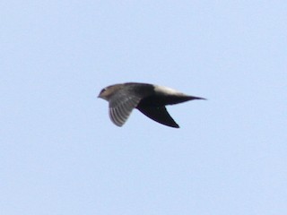 Pale-rumped Swift - eBird