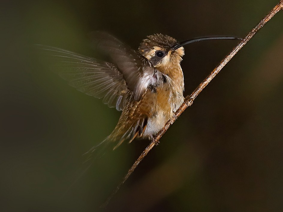 White-browed Hermit - eBird