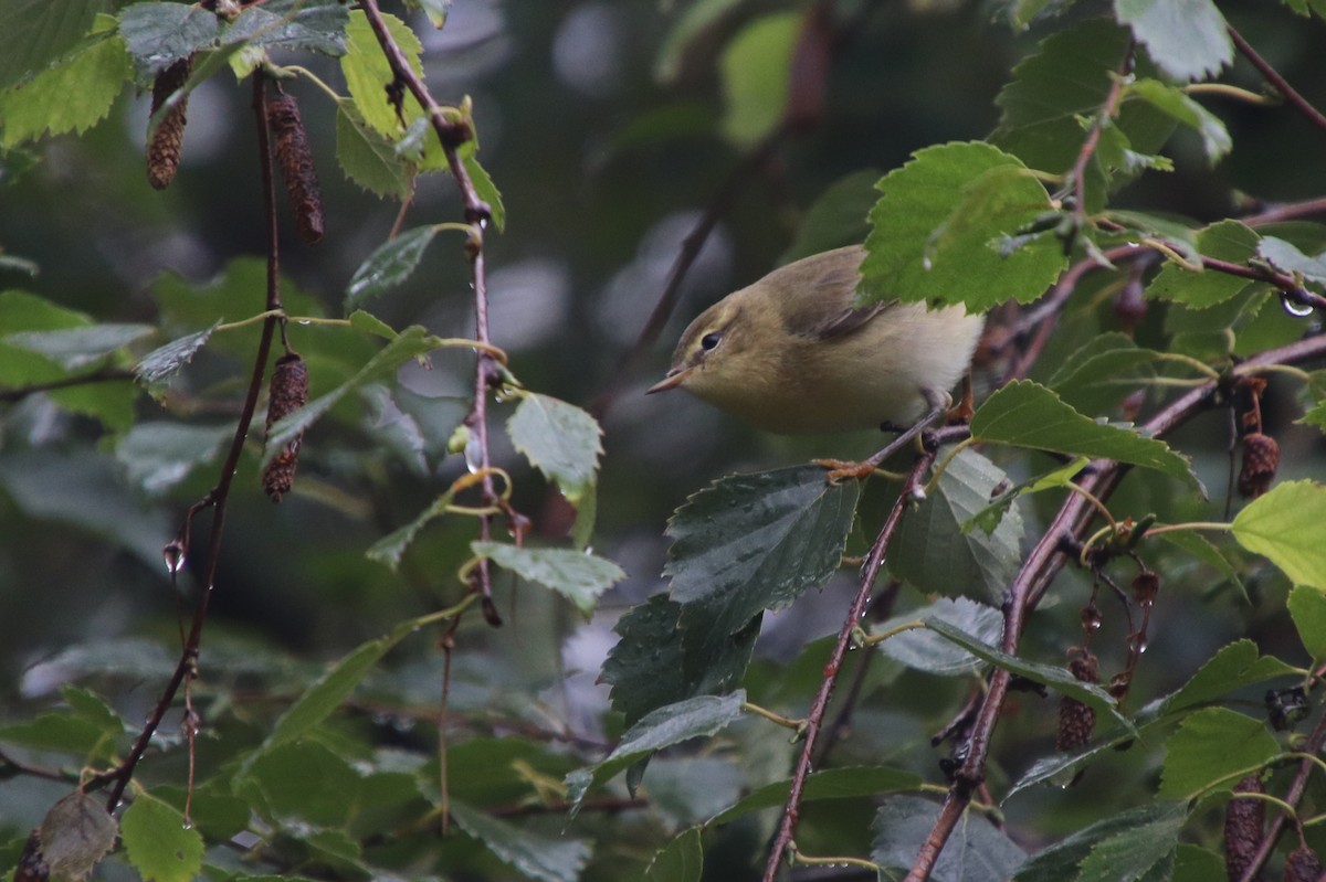 Willow Warbler/Common Chiffchaff - eBird