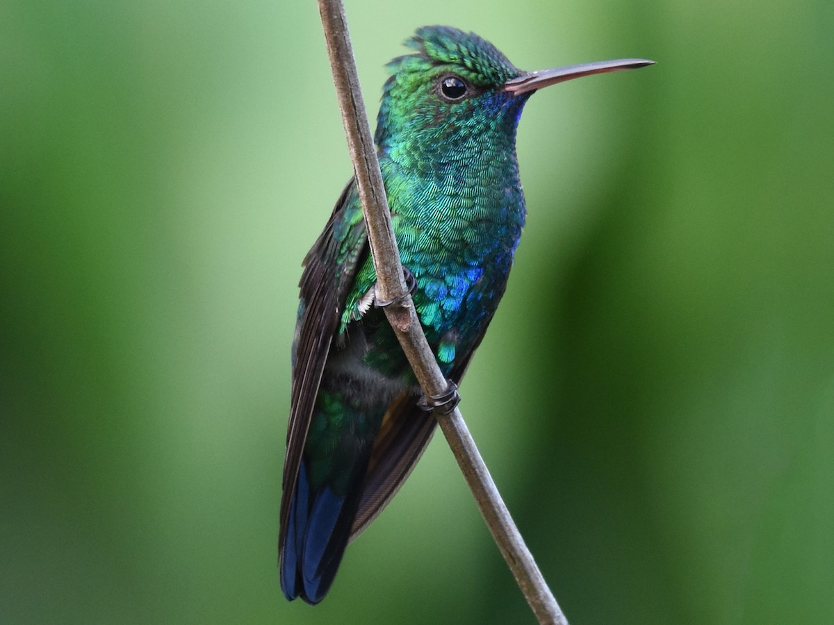 Blue-chinned Sapphire - Chlorestes notata - Birds of the World