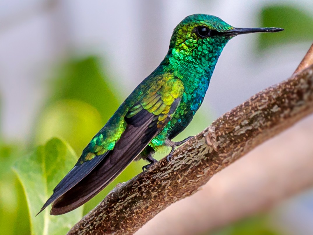 Blue-tailed Emerald - eBird