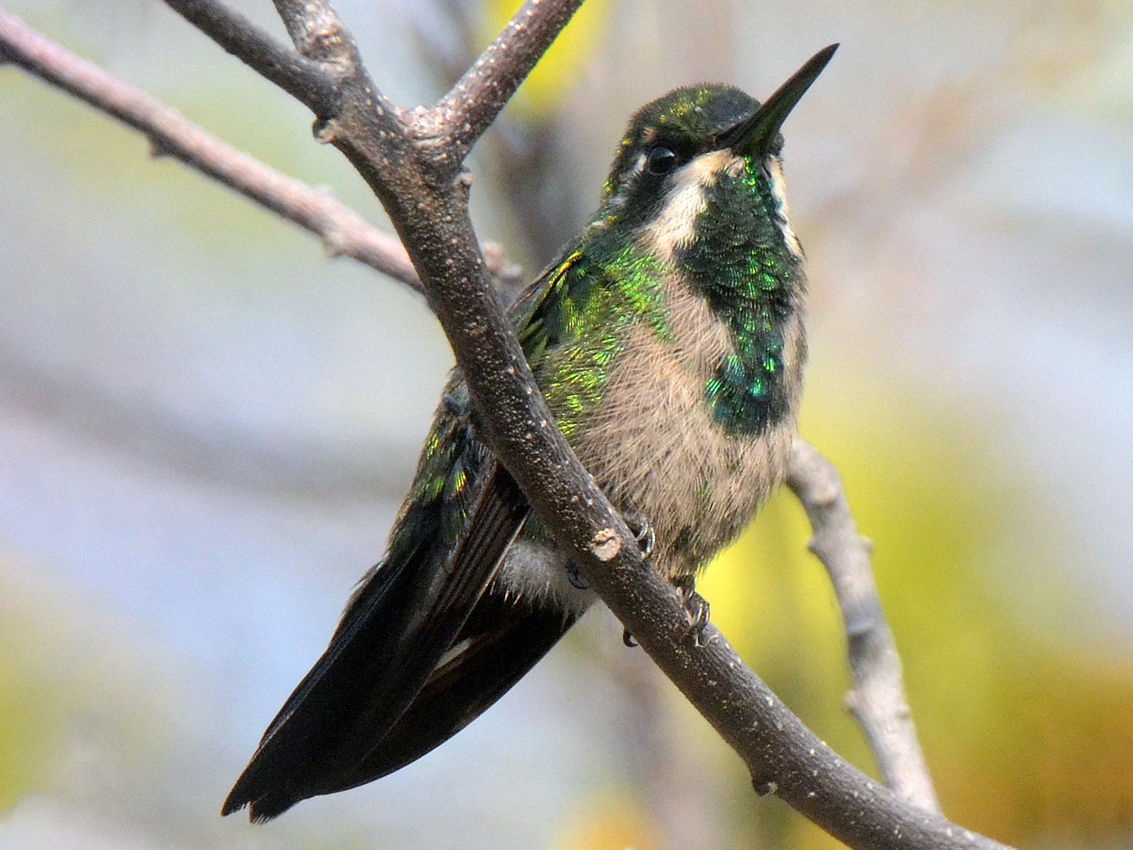 Blue-tailed Emerald - eBird