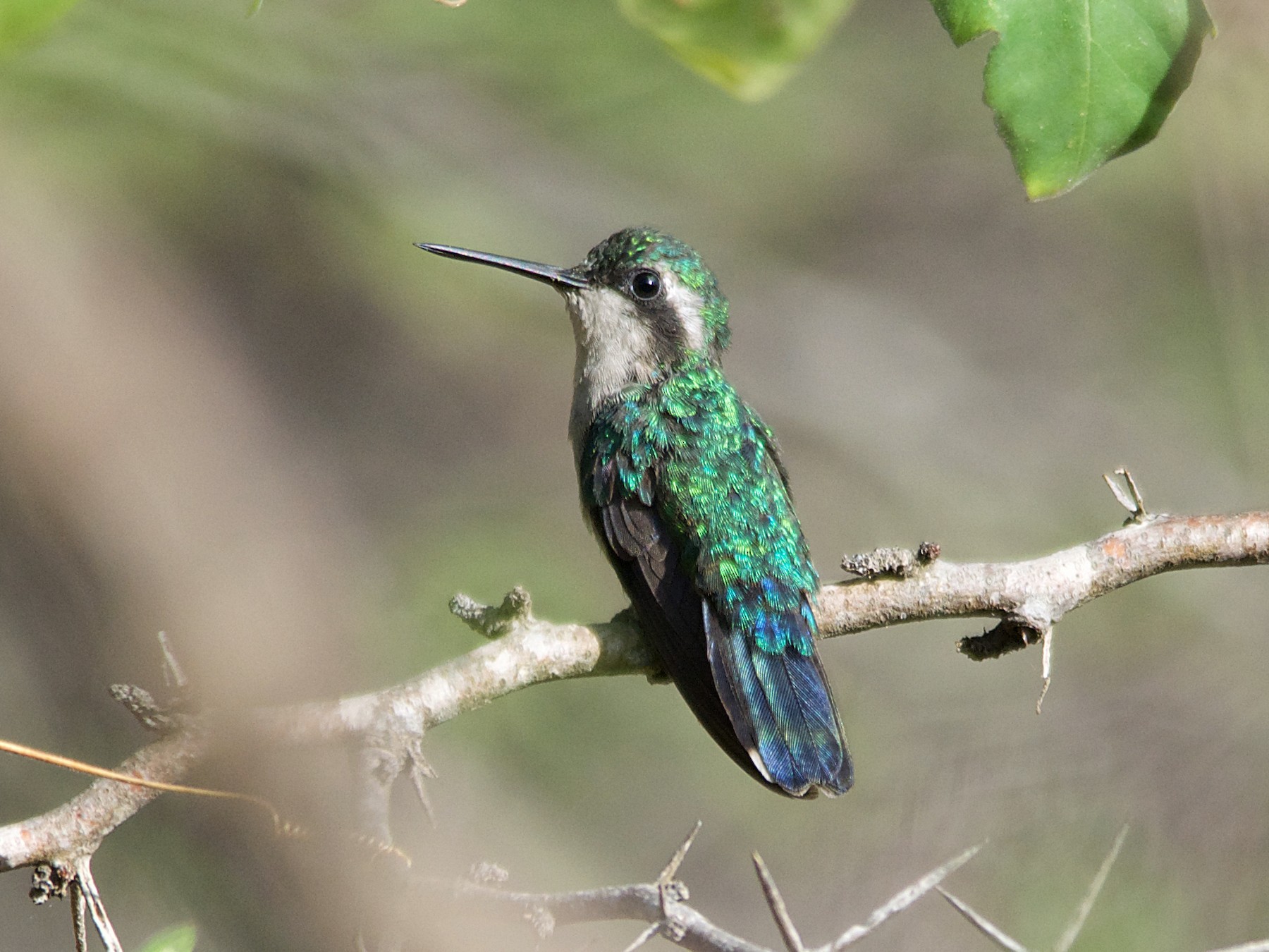 Blue-tailed Emerald - eBird
