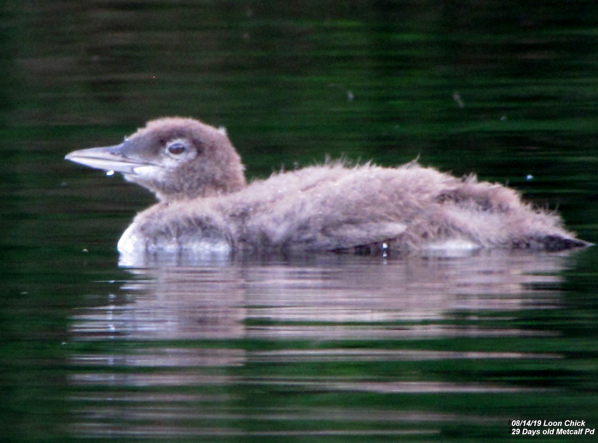 eBird Checklist - 14 Aug 2019 - Metcalf Pond - Fletcher (81 acres) - 1 ...