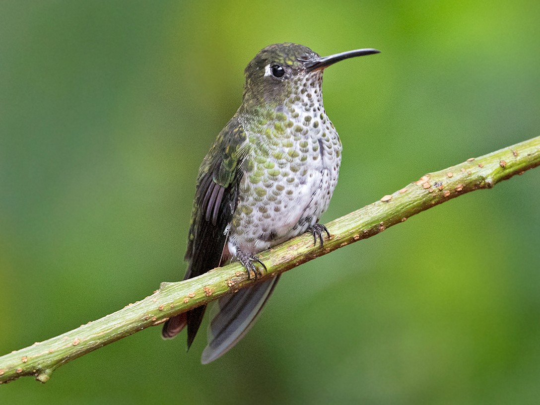 Many-spotted Hummingbird - eBird