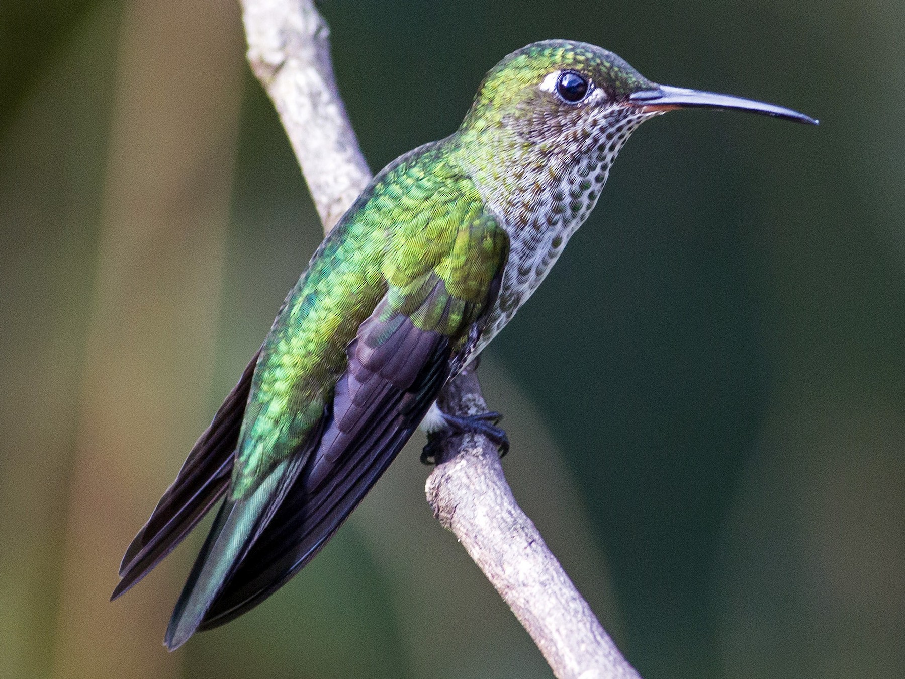 Many-spotted Hummingbird - eBird