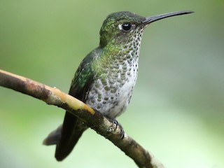Many-spotted Hummingbird - eBird