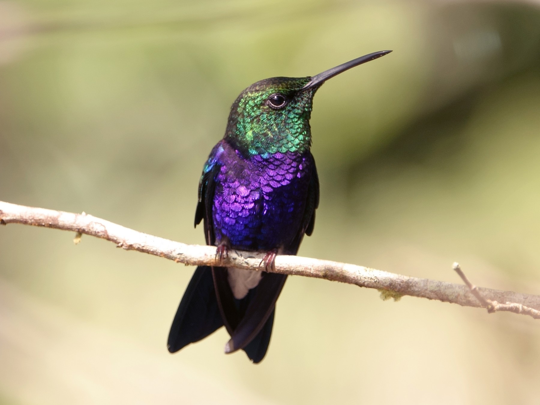 Fork-tailed Woodnymph - eBird