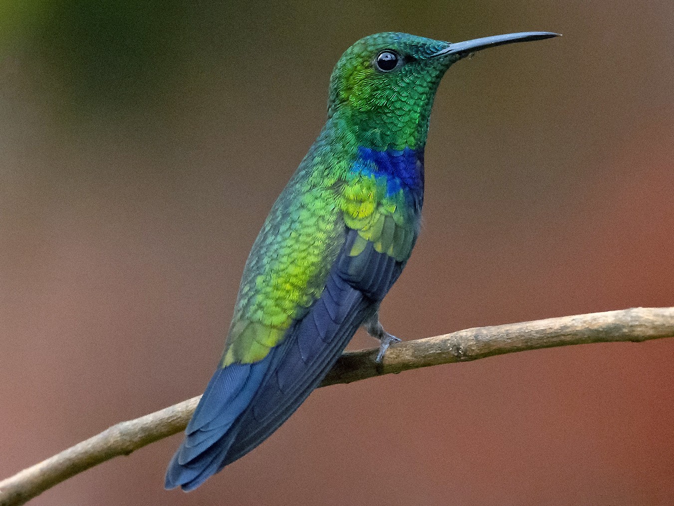 Fork-tailed Woodnymph - eBird