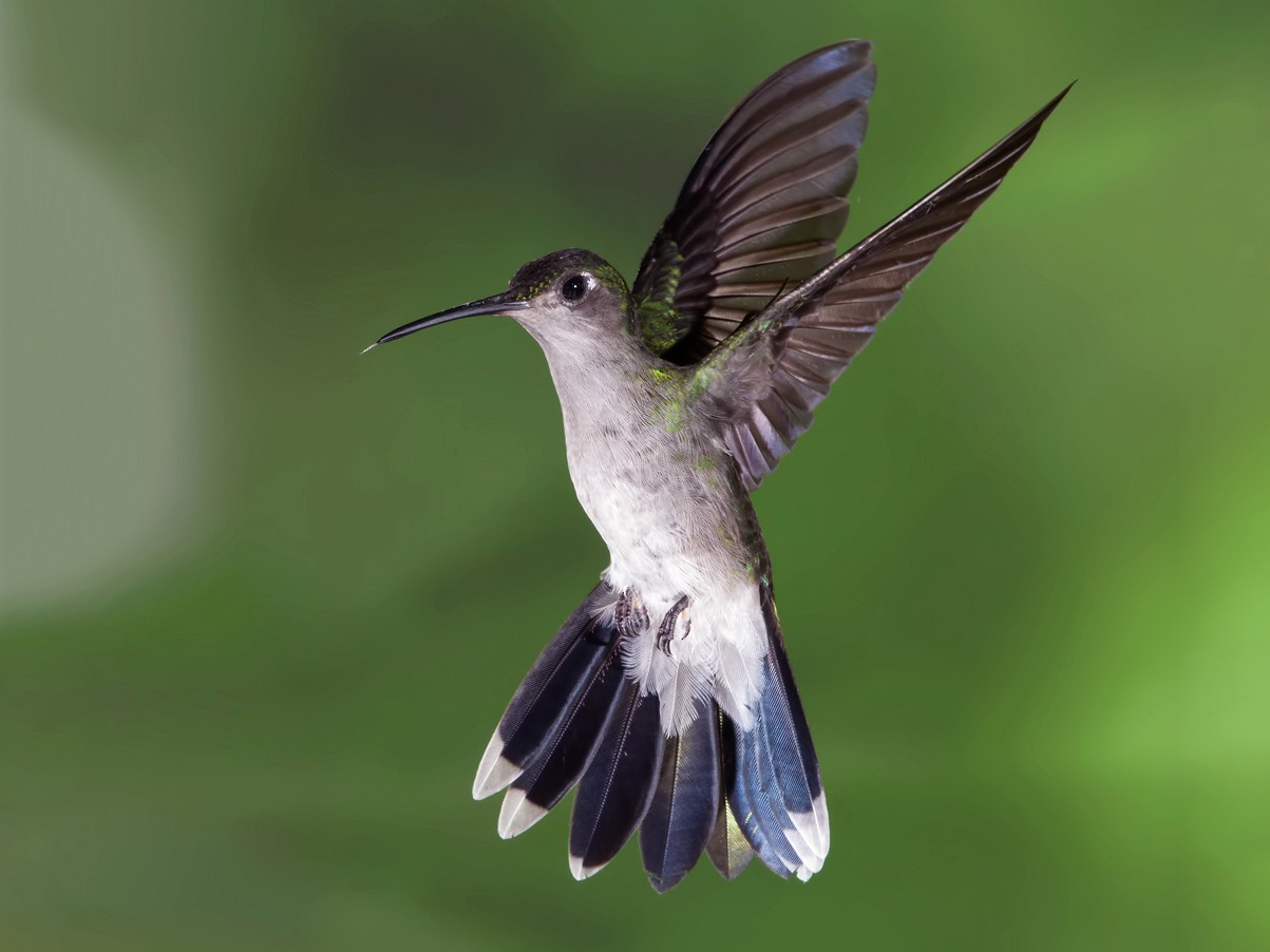 Gray-breasted Sabrewing - eBird