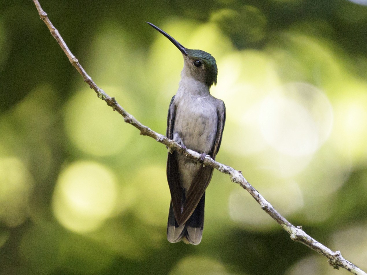 Grey-breasted Sabrewing - eBird