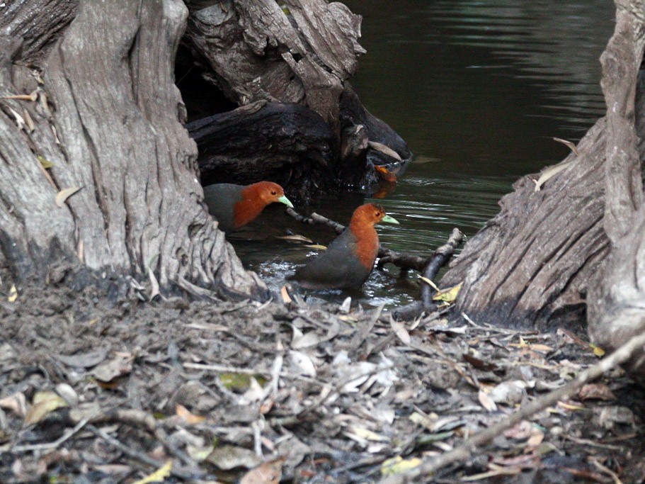 Red-necked Crake - eBird