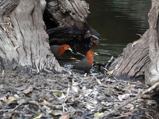 Red-necked Crake - eBird