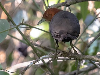 Red-necked Crake - eBird