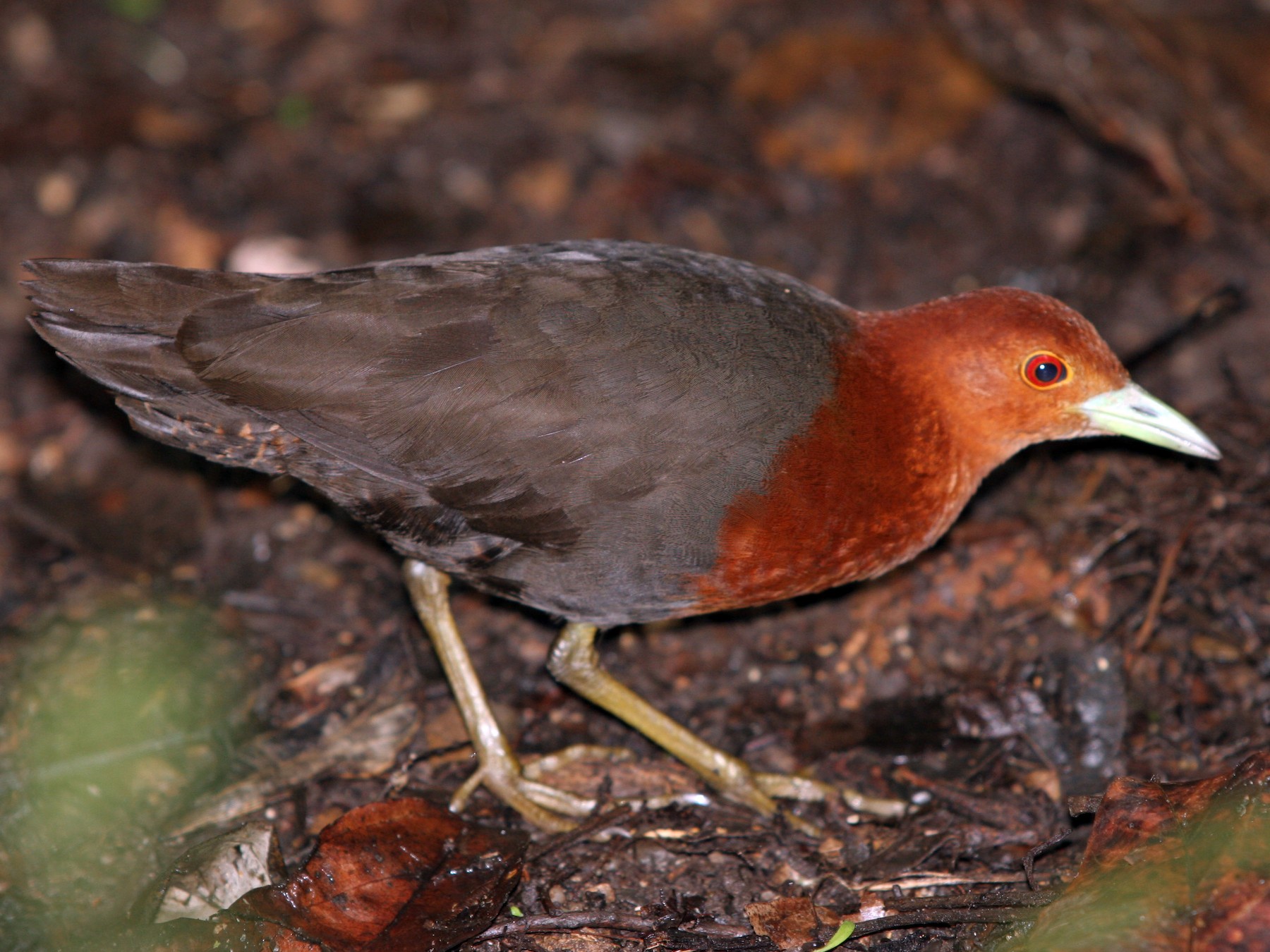 Red-necked Crake - eBird