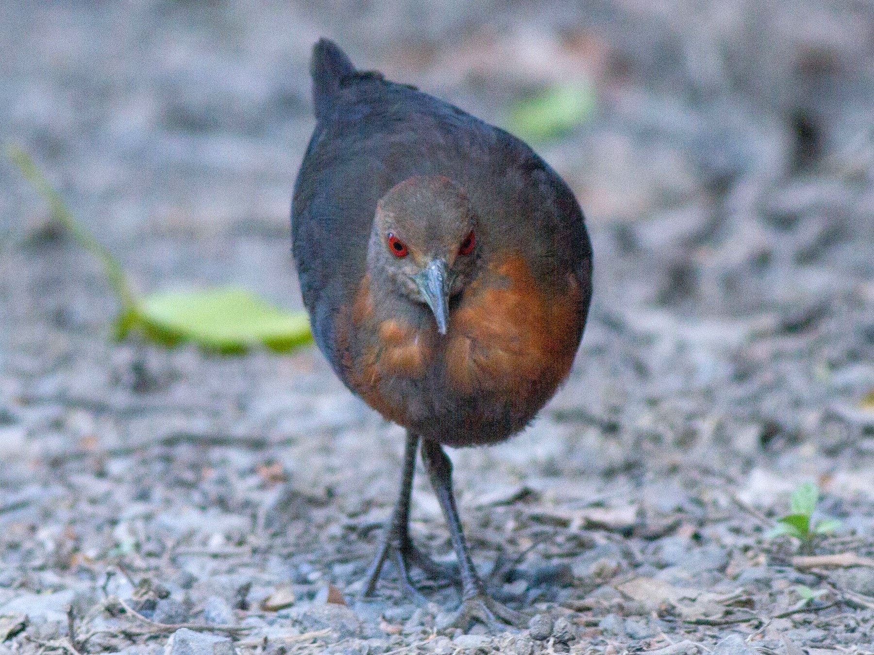 Red-necked Crake - eBird