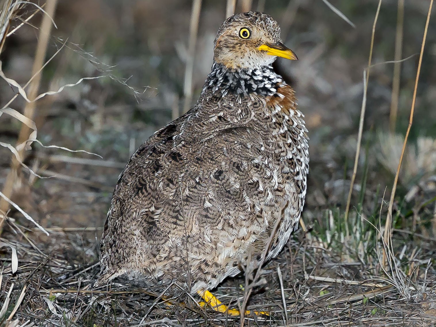Plains-wanderer - eBird