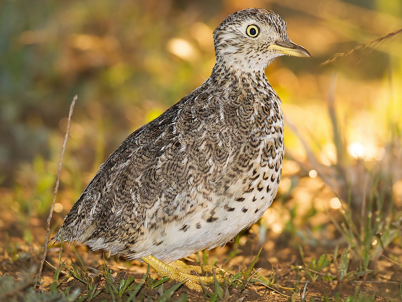Plains-wanderer - eBird