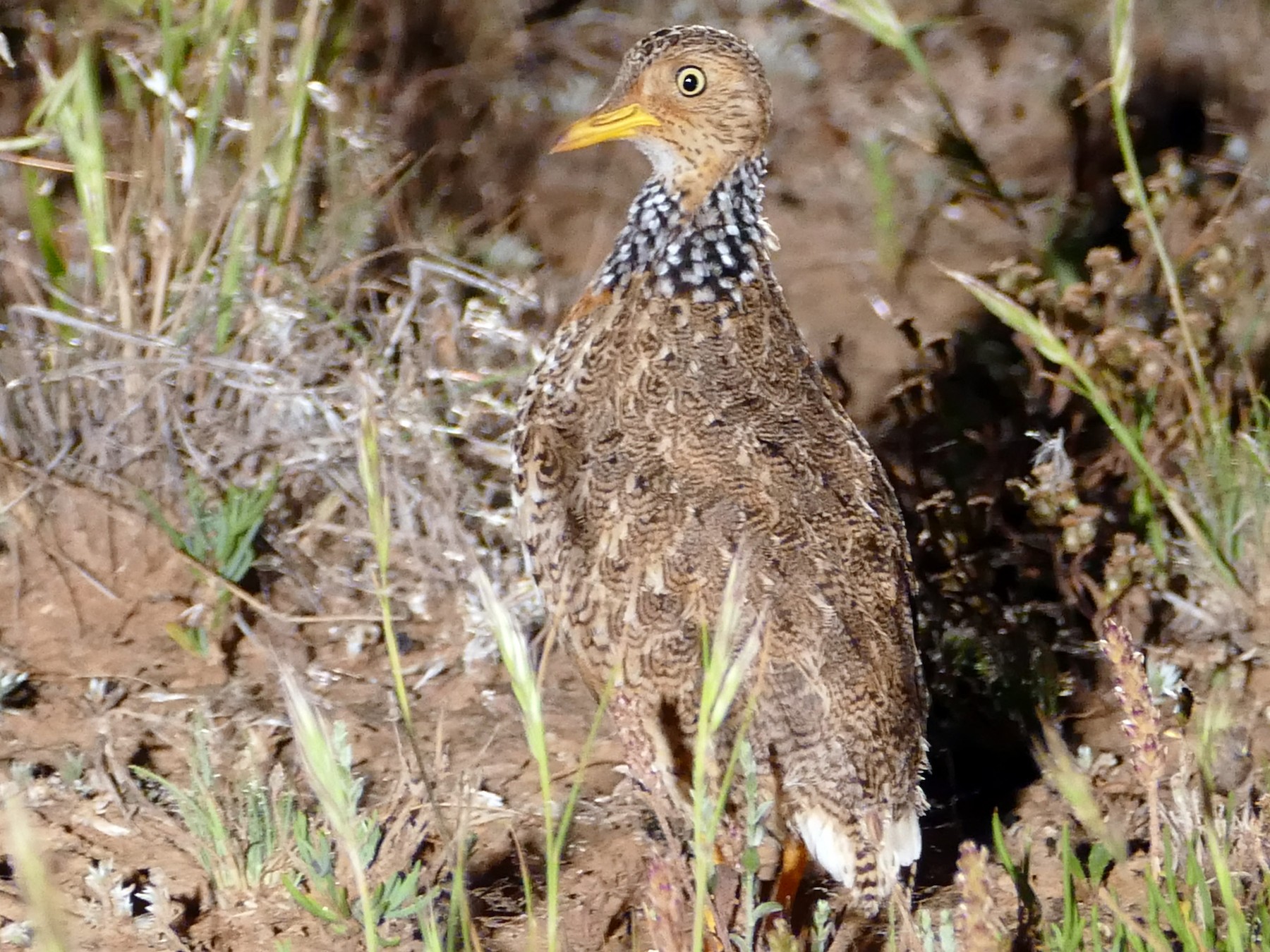 Plains-wanderer - eBird