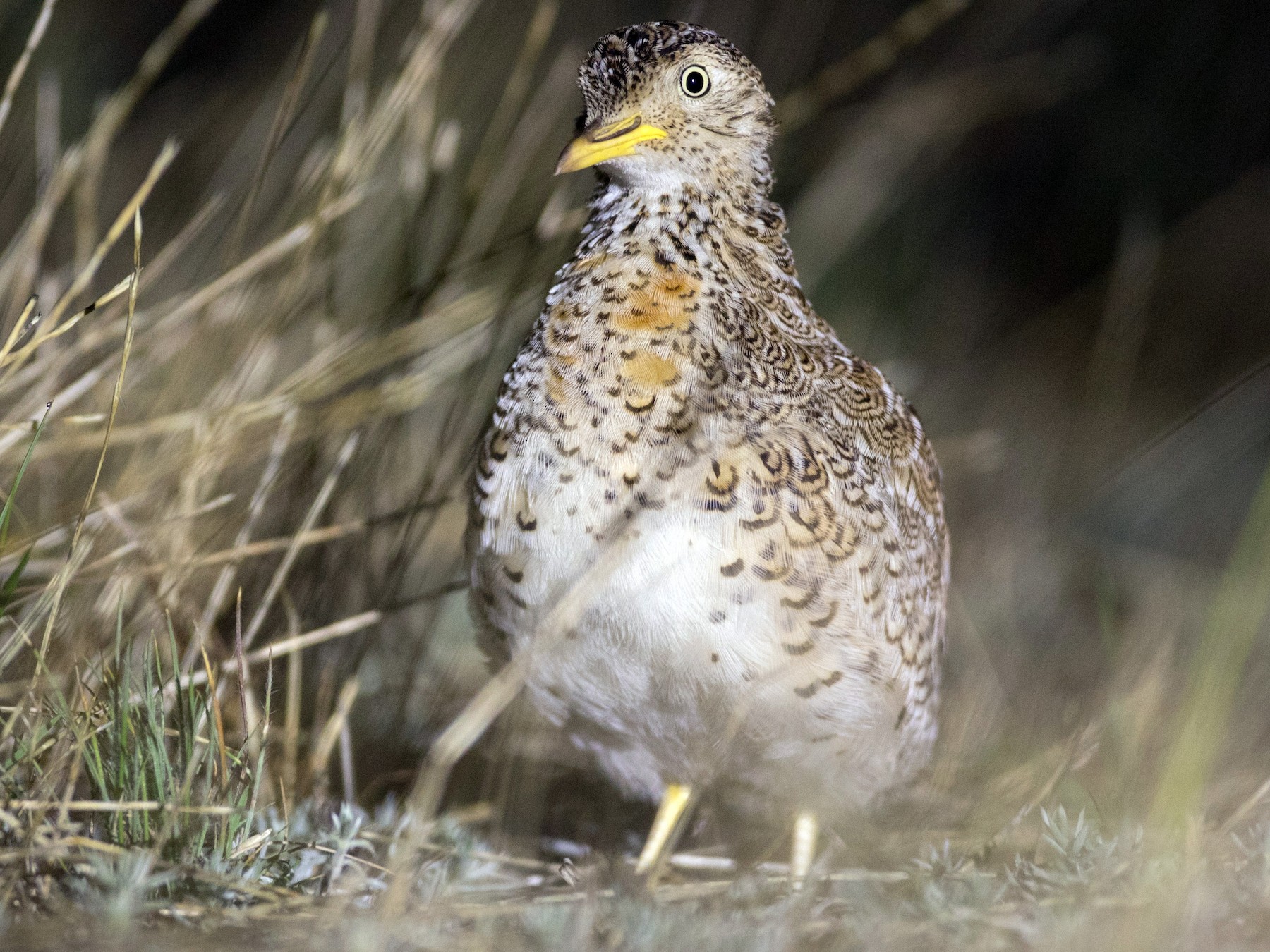 Plains-wanderer - eBird