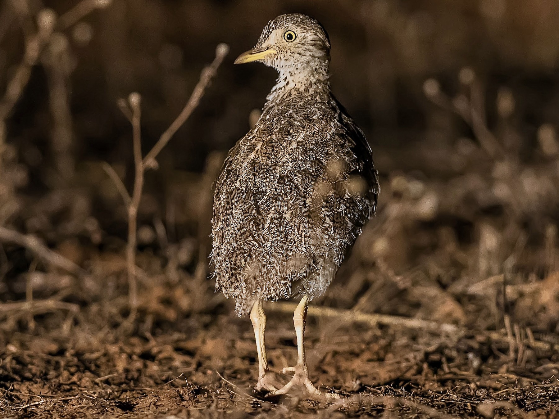 Plains-wanderer - eBird