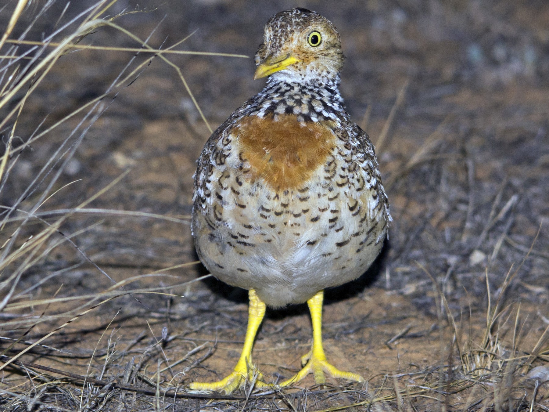 Plains-wanderer - eBird