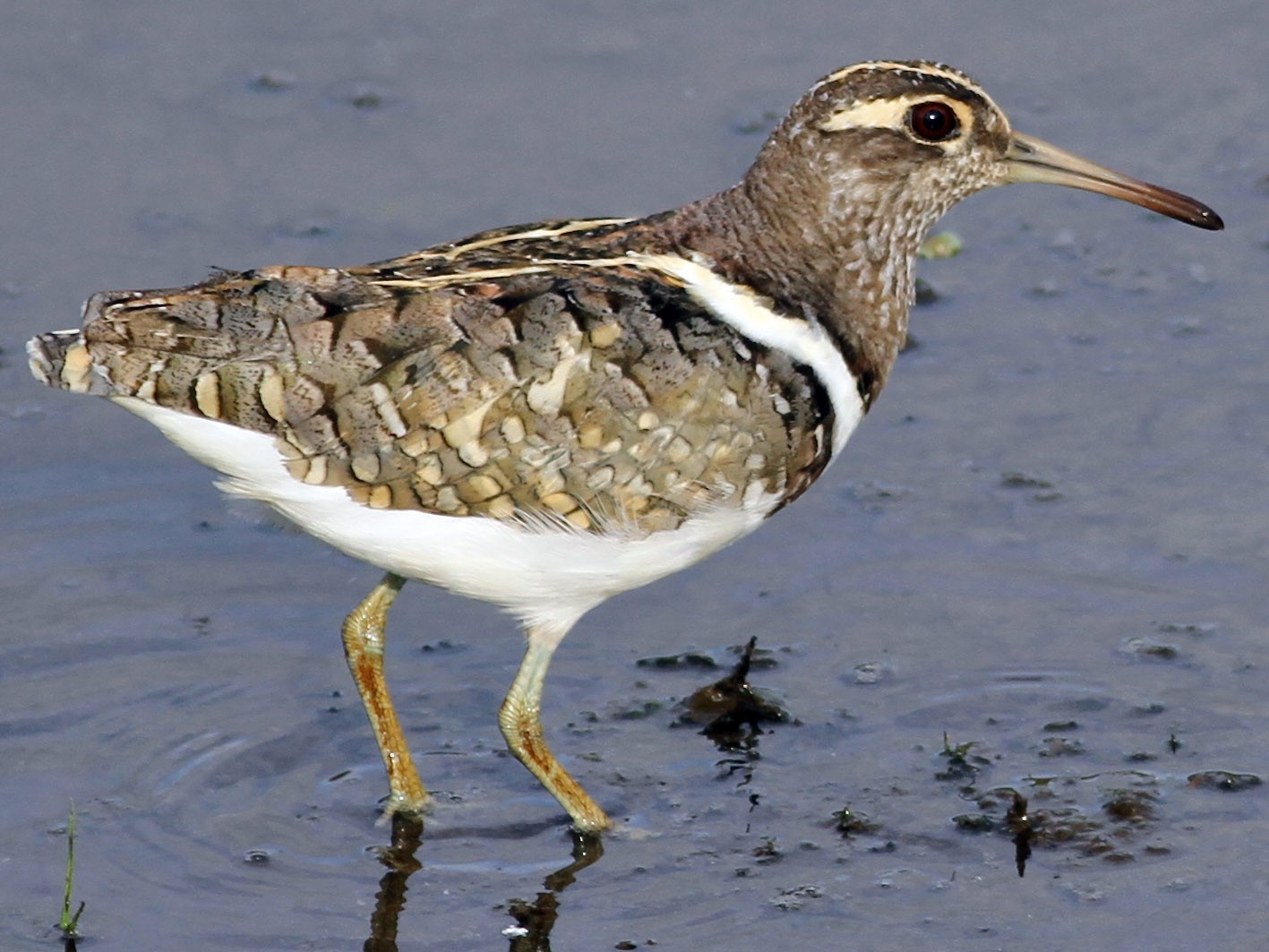 Australian Painted-snipe - eBird