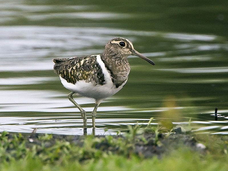 Australian Painted-Snipe - eBird
