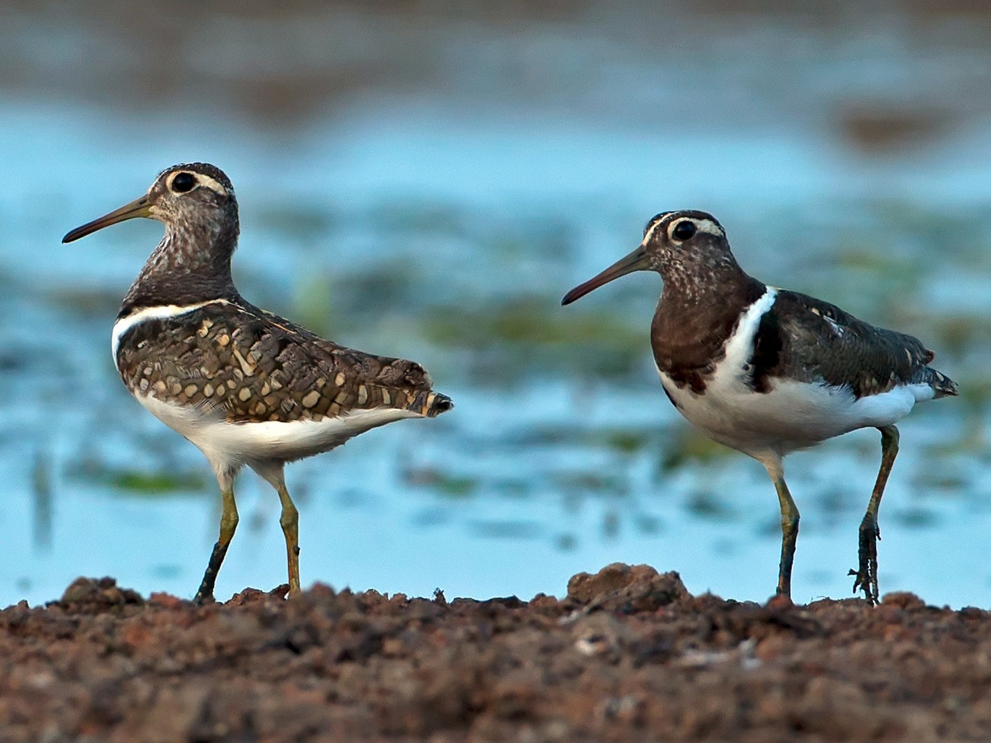 Australian Painted-Snipe - eBird