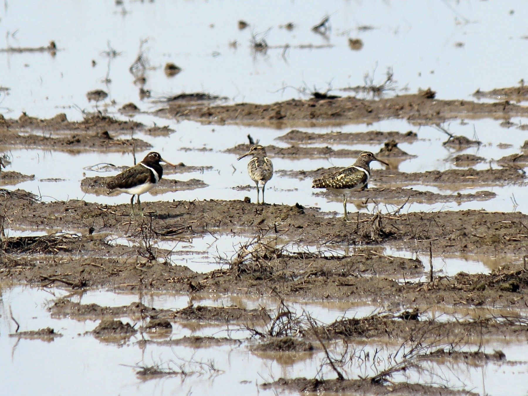Australian Painted-Snipe - eBird
