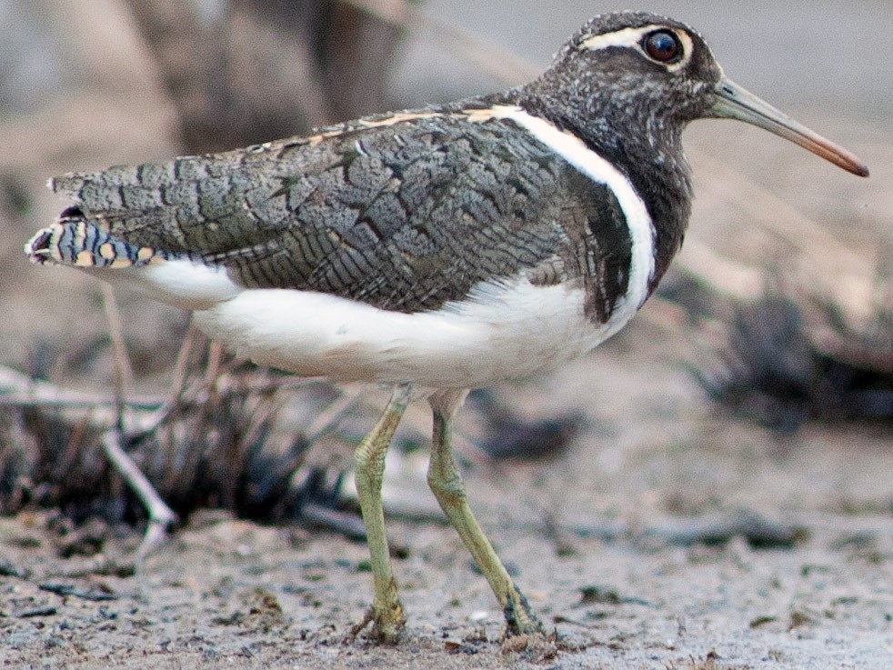 Australian Painted-Snipe - eBird