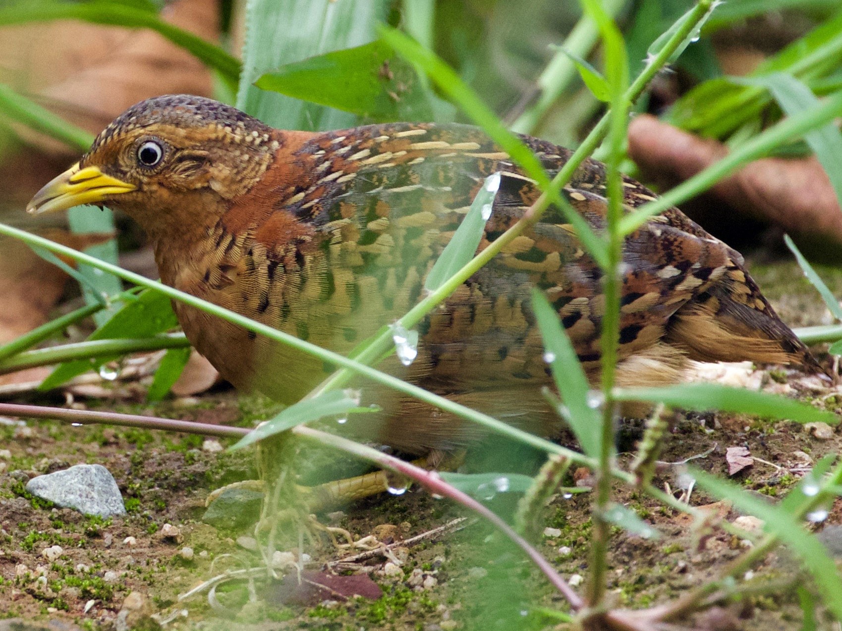 Red-backed Buttonquail - eBird