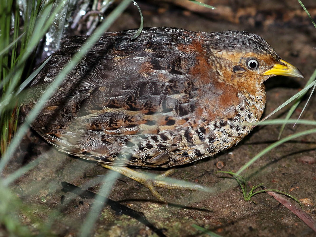Red-backed Buttonquail - eBird