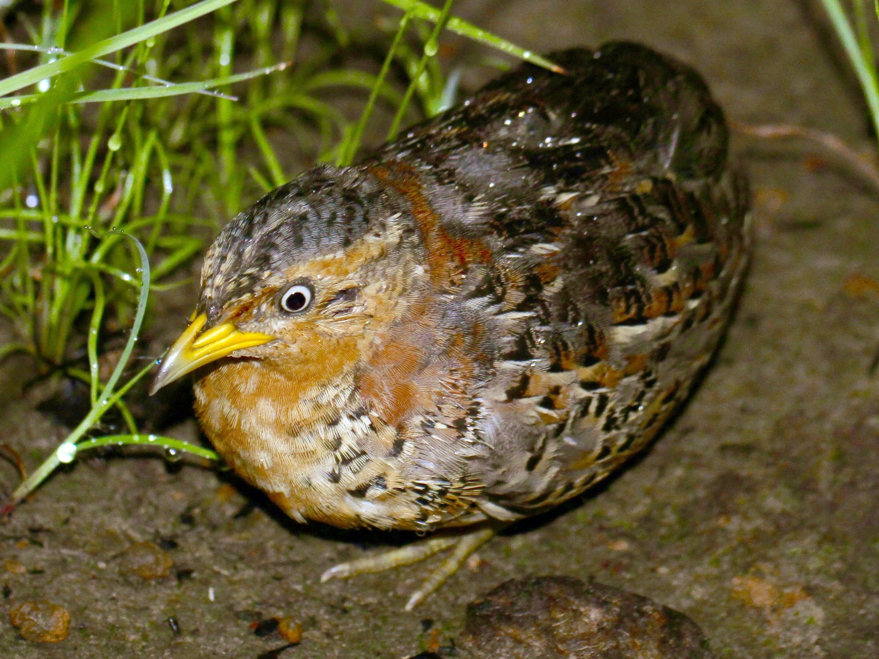 Red-backed Buttonquail - eBird