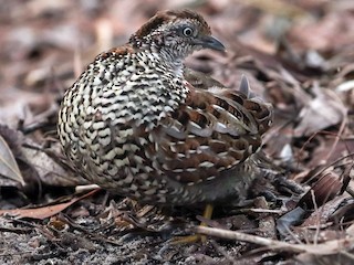 Black-breasted Buttonquail - eBird