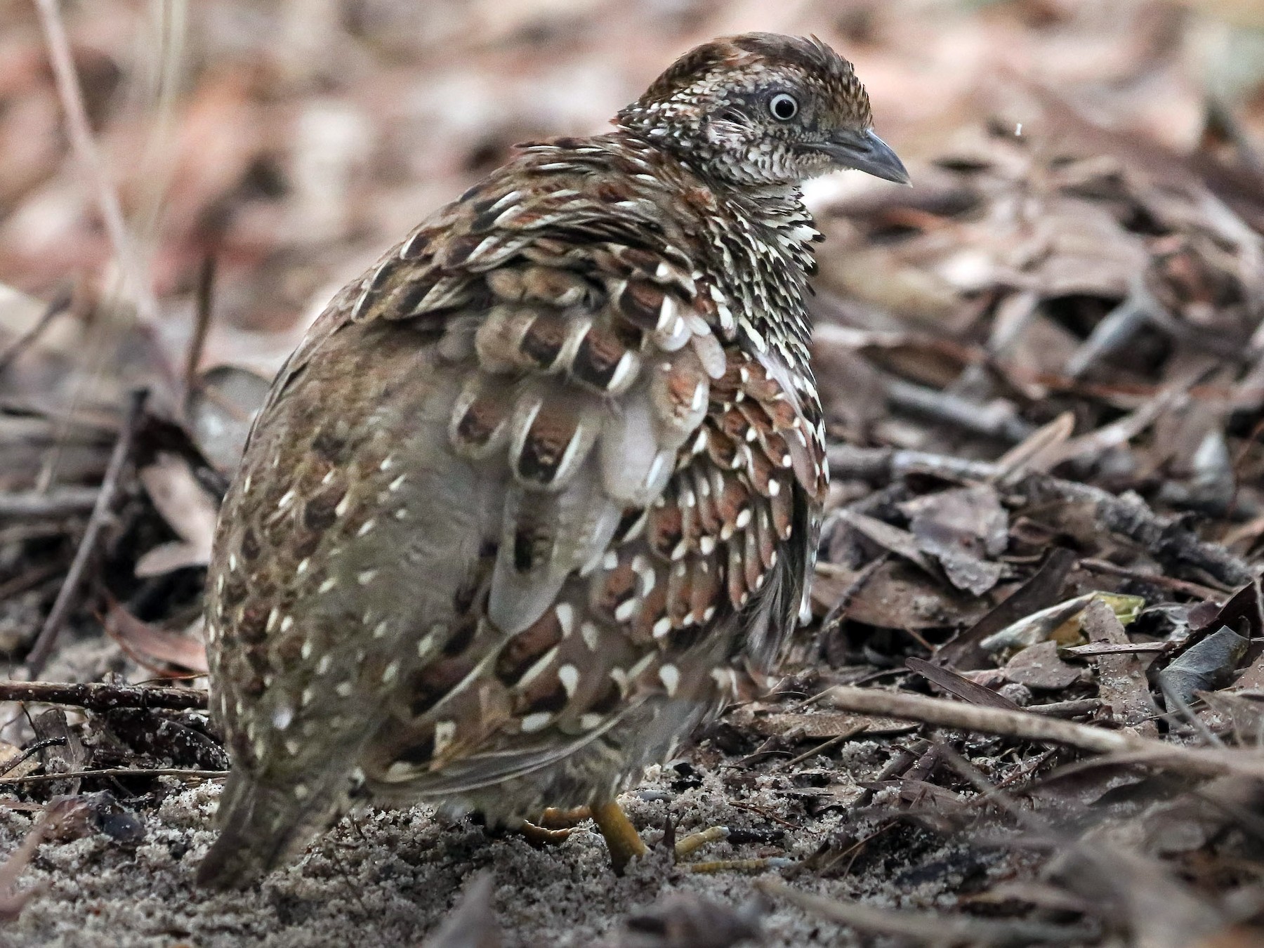 Black-breasted Buttonquail - eBird