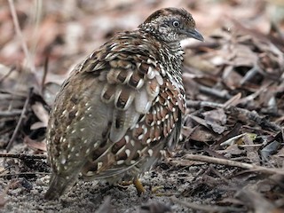 Black-breasted Buttonquail - eBird