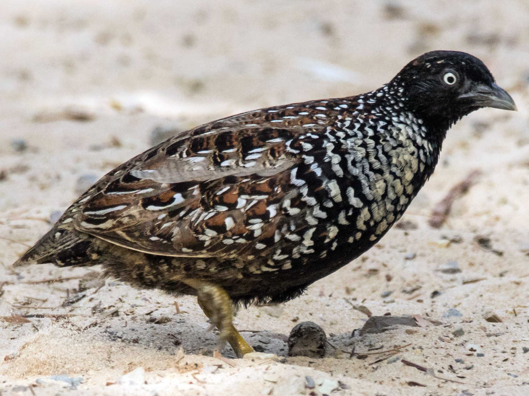 Black-breasted Buttonquail - eBird