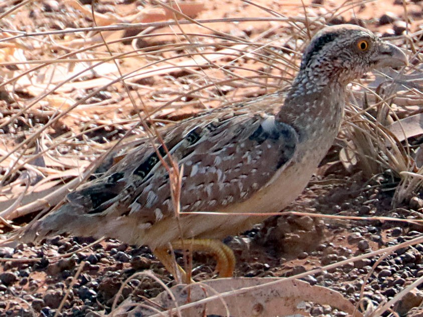 Chestnut-backed Buttonquail - eBird