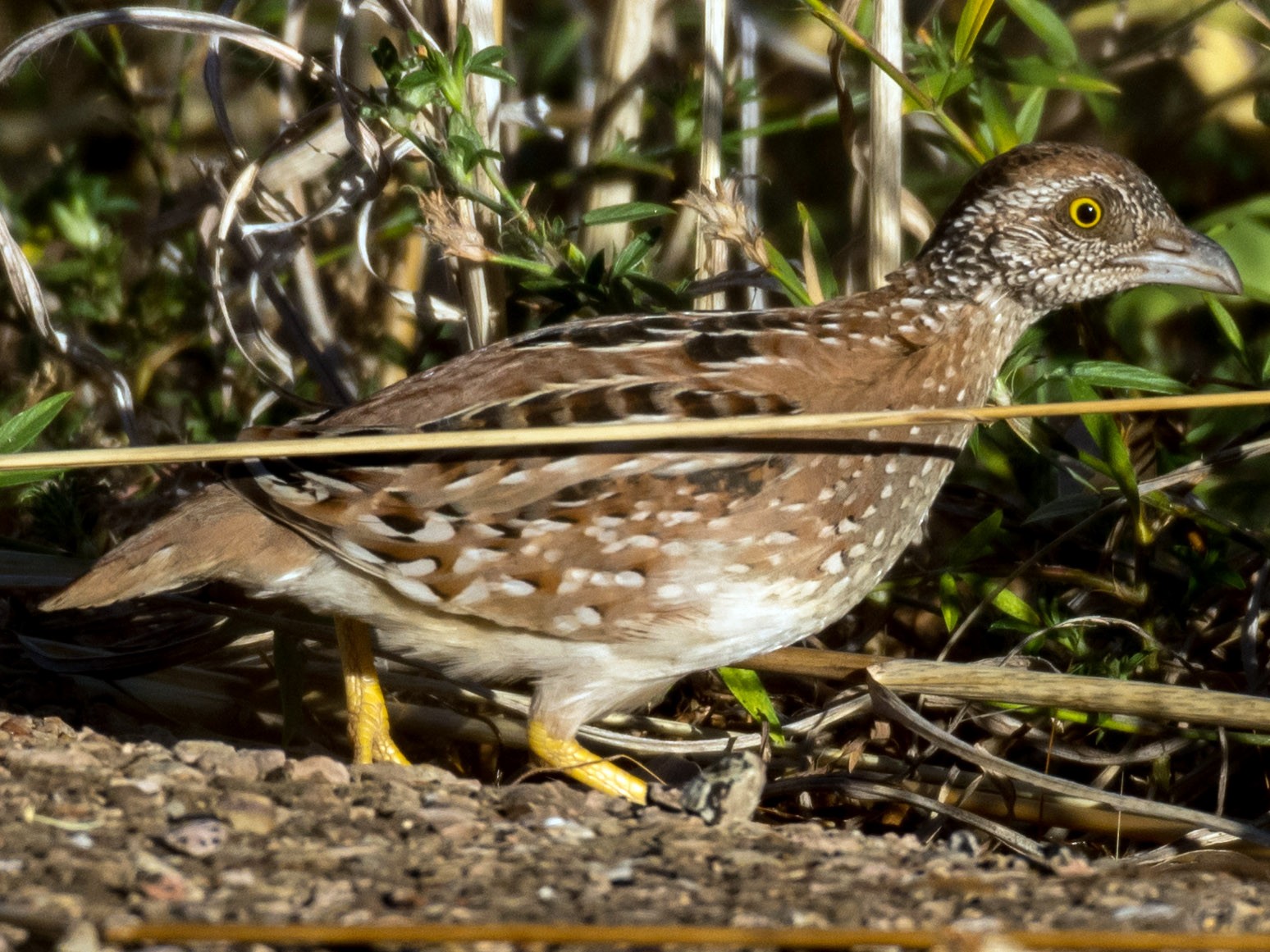 Chestnut-backed Buttonquail - eBird
