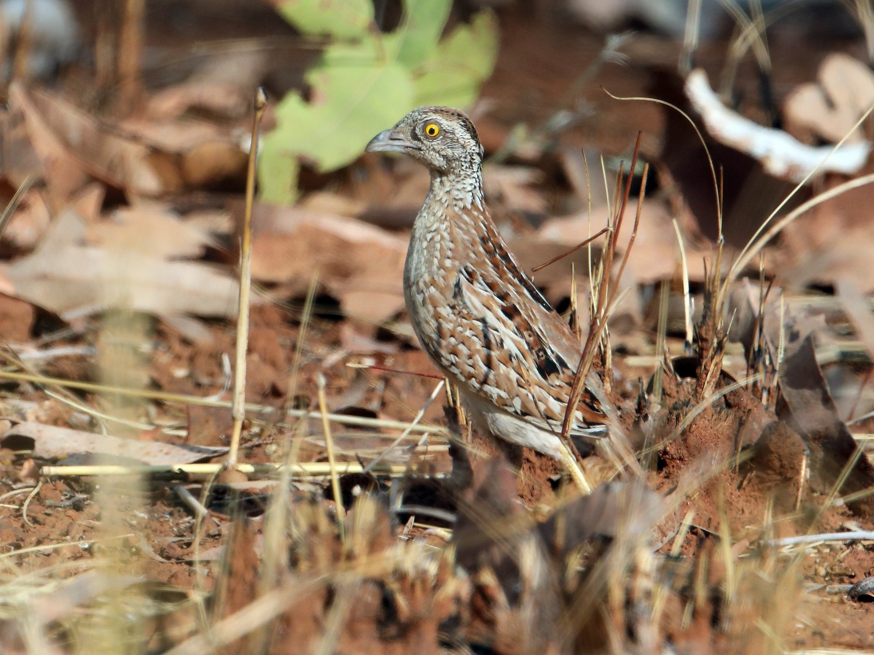 Chestnut-backed Buttonquail - eBird